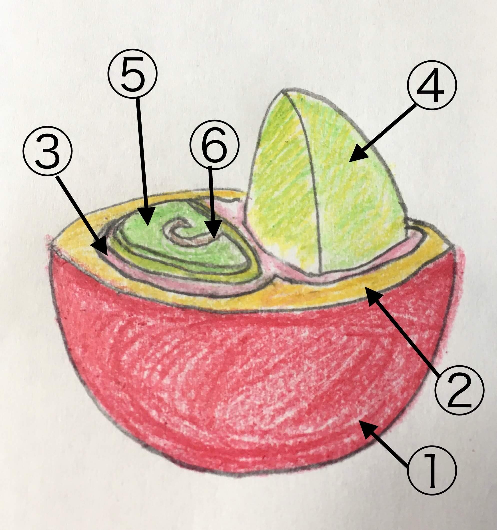 コーヒーチェリーの構造、チェリーの中身はどうなっている | Juke Joint Coffee